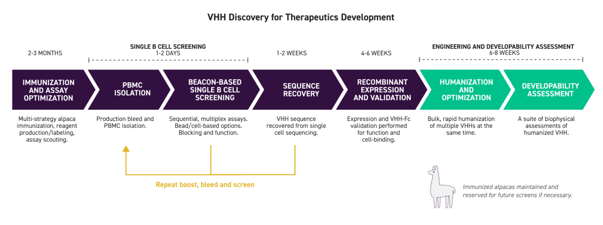 Single Domain (VHH) Antibody Discovery | Twist Bioscience